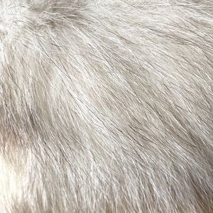 Accessories | Nwt Authentic Arctic Fox Tail Keychain Accessory | Poshmark